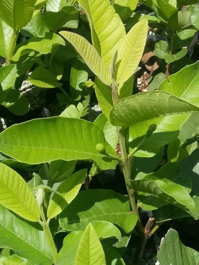 PROPAGACIÓN DEL GUAYABO (Psidium Guajava L.) | Finca Los Laureles